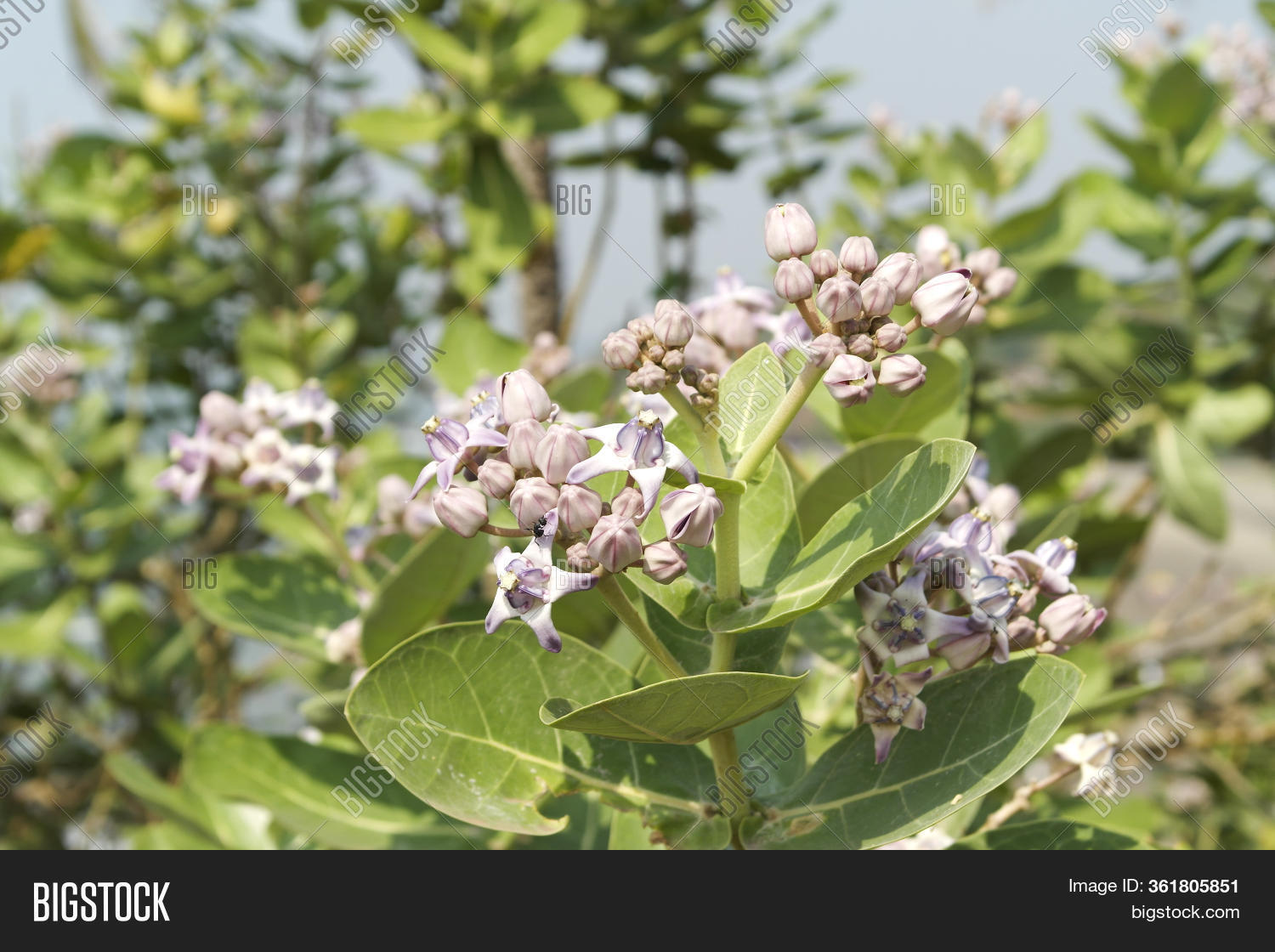 Calotropis Genus Image & Photo (Free Trial) | Bigstock
