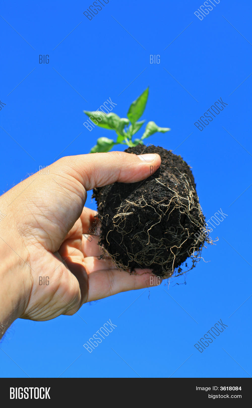 Sapling Roots Image & Photo (Free Trial) | Bigstock