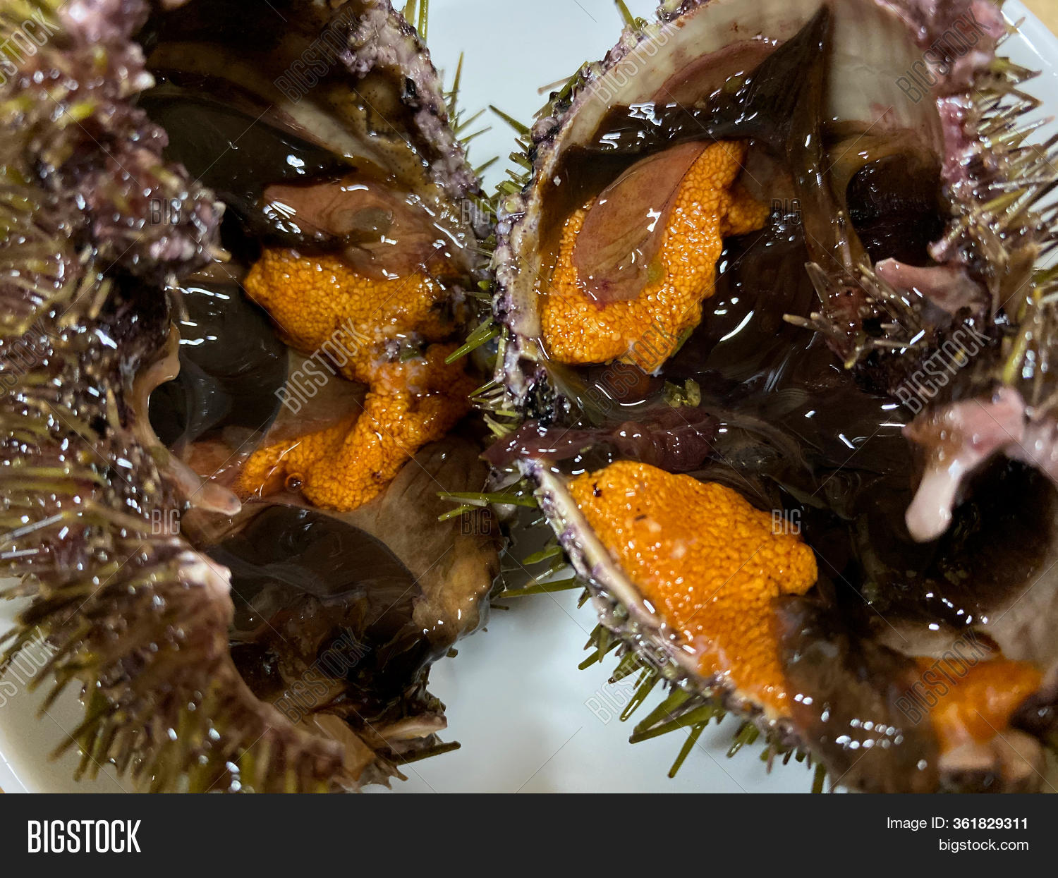 Fresh Sea Urchins Image & Photo (Free Trial) | Bigstock