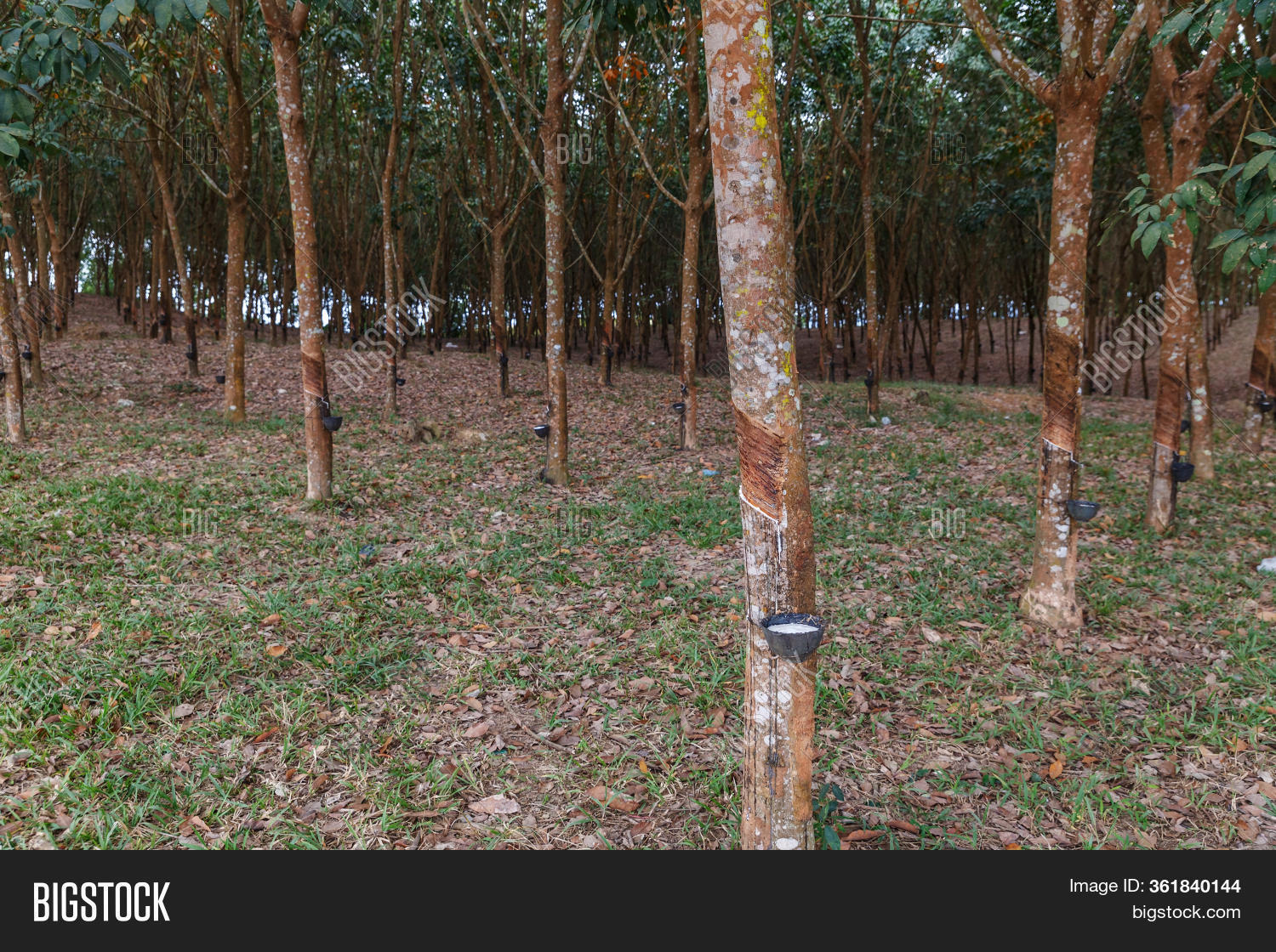 Rubber Tree Plantation Image & Photo (Free Trial) | Bigstock