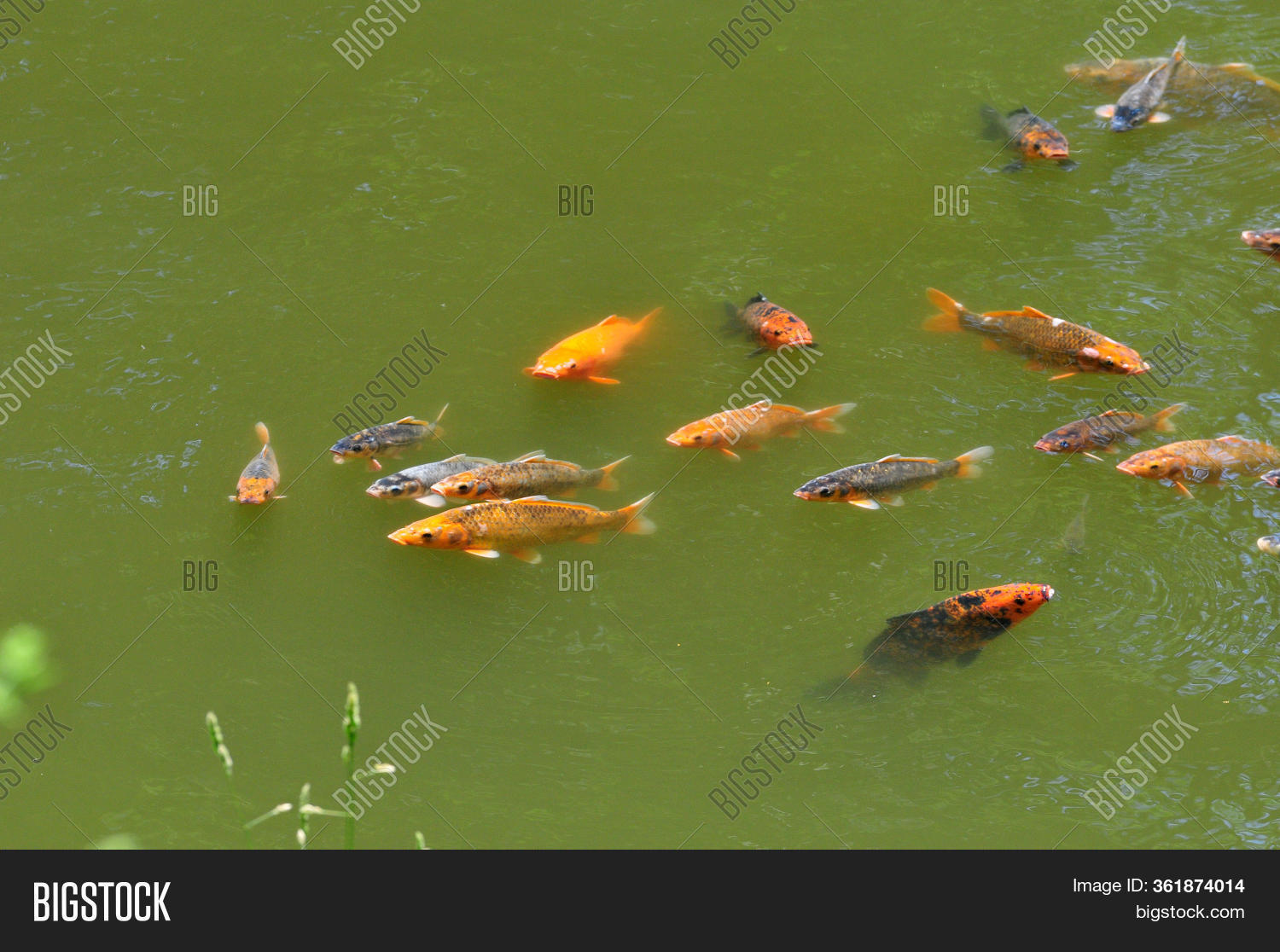 Koi More Specifically Image & Photo (Free Trial) | Bigstock