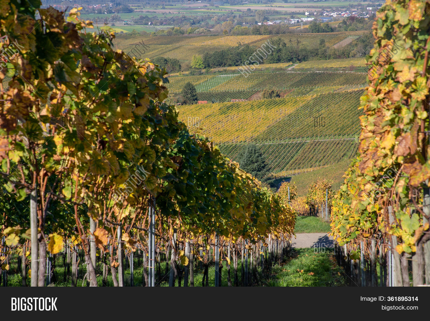 Varnhalt Vineyard Image & Photo (Free Trial) | Bigstock