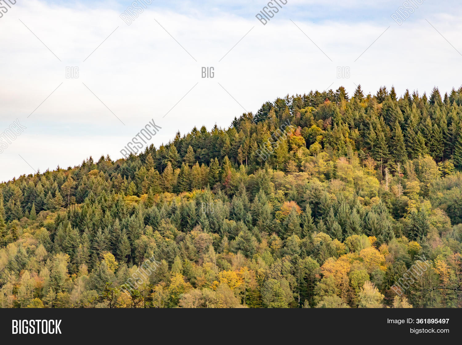 Trees Black Forest Image & Photo (Free Trial) | Bigstock
