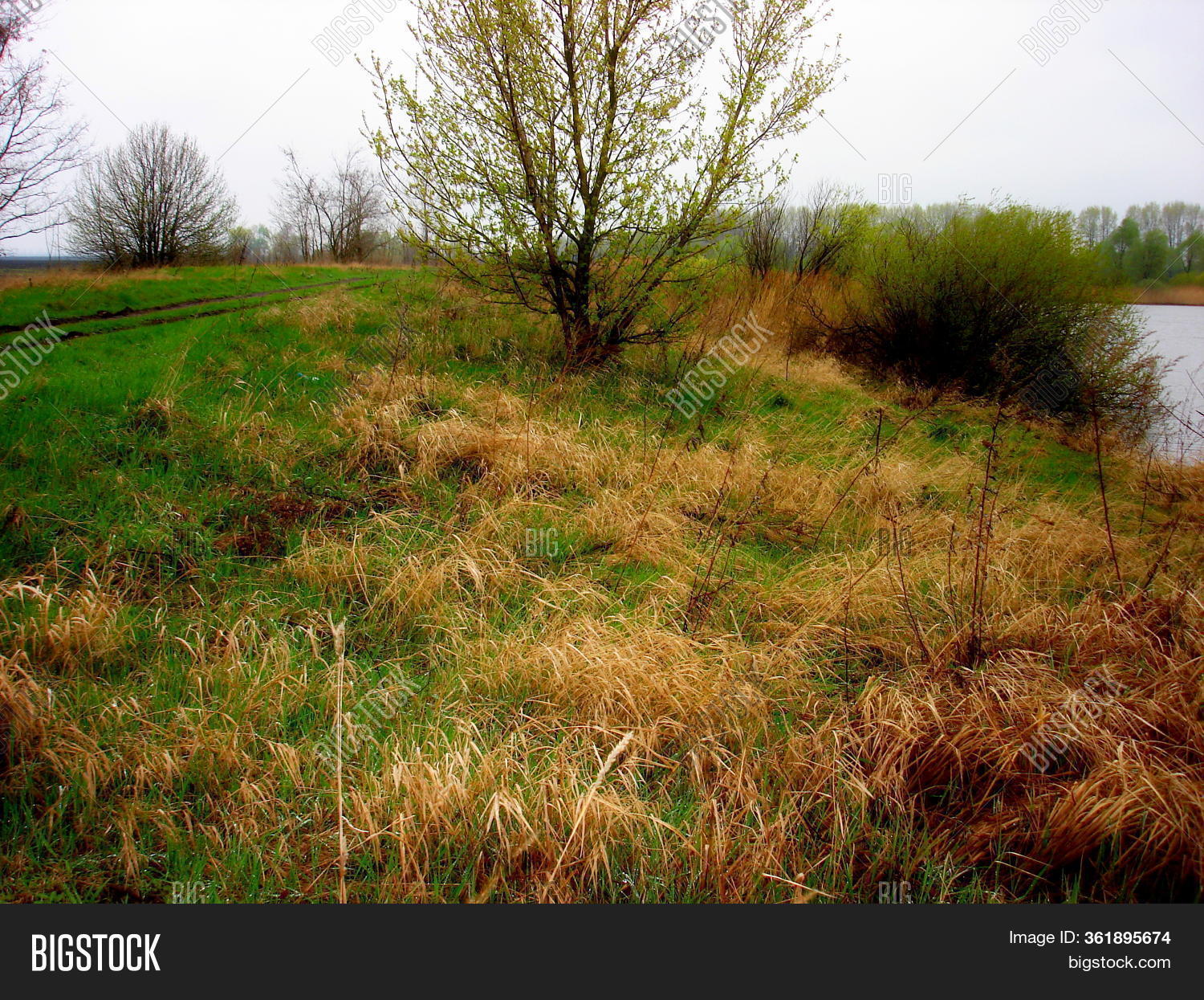 Dry Grass On Bank Image & Photo (Free Trial) | Bigstock