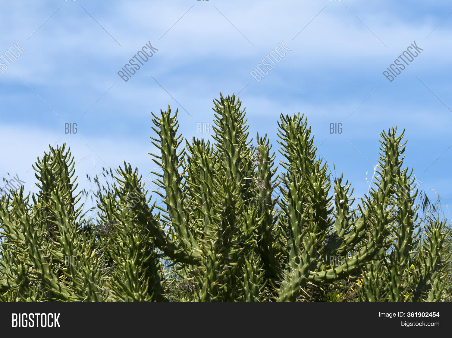 Green Thorny Cactus Image & Photo (Free Trial) | Bigstock
