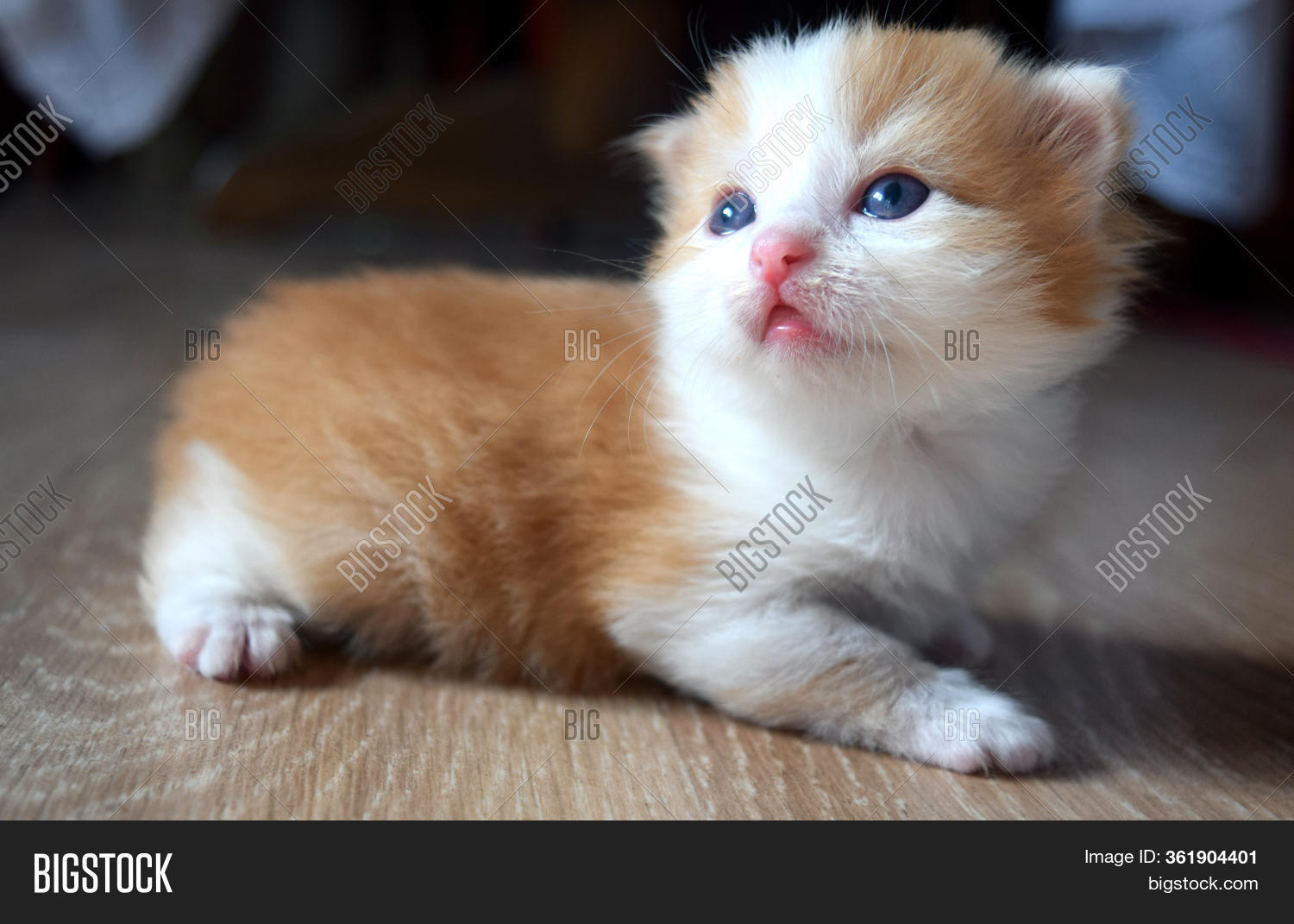 Fluffy Cute Kitten Image & Photo (Free Trial) | Bigstock