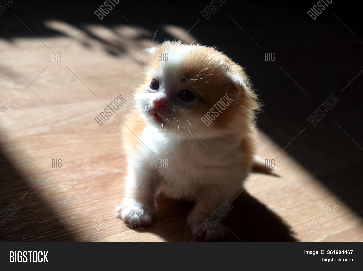 Fluffy Cute Kitten Image & Photo (Free Trial) | Bigstock
