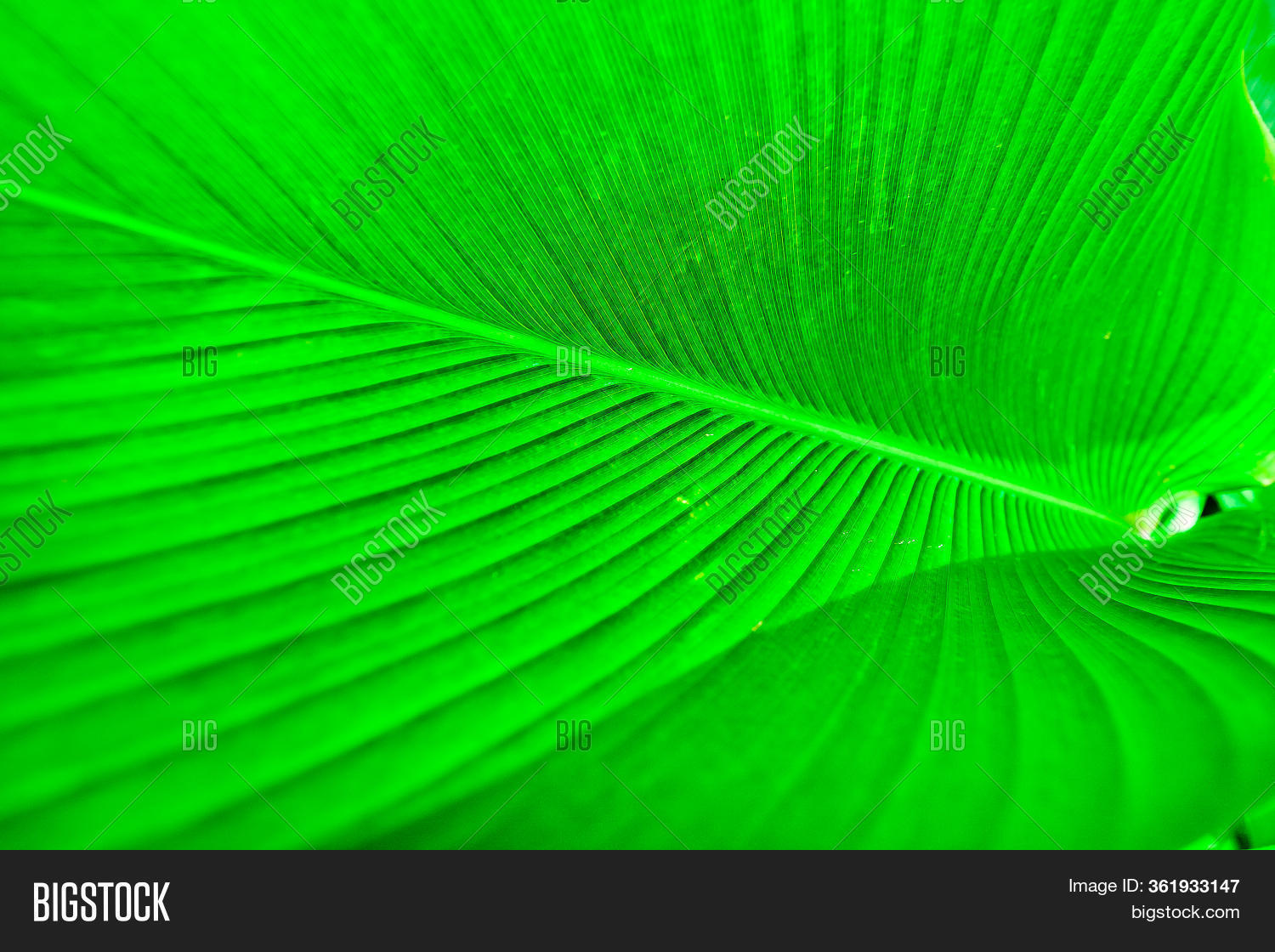 Closeup Big Green Leaf Image & Photo (Free Trial) | Bigstock