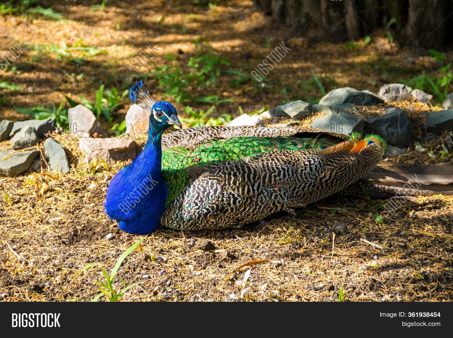 Indian Peafowl Blue Image & Photo (Free Trial) | Bigstock