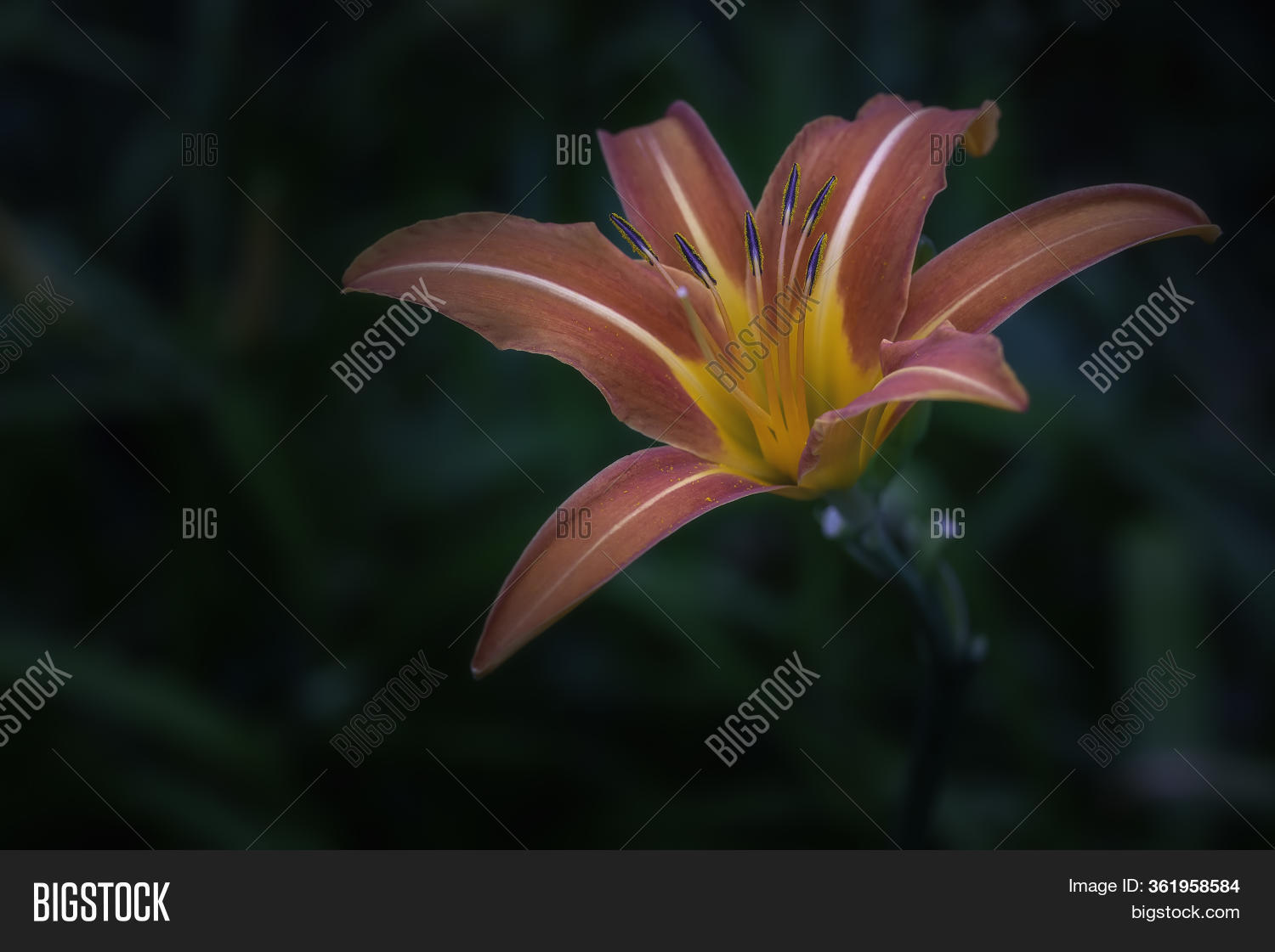 Close- View One Image & Photo (Free Trial) | Bigstock