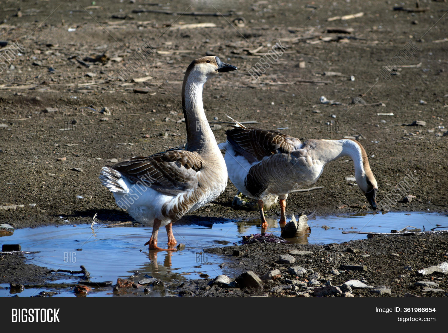 Gray Goose Standing Image & Photo (Free Trial) | Bigstock