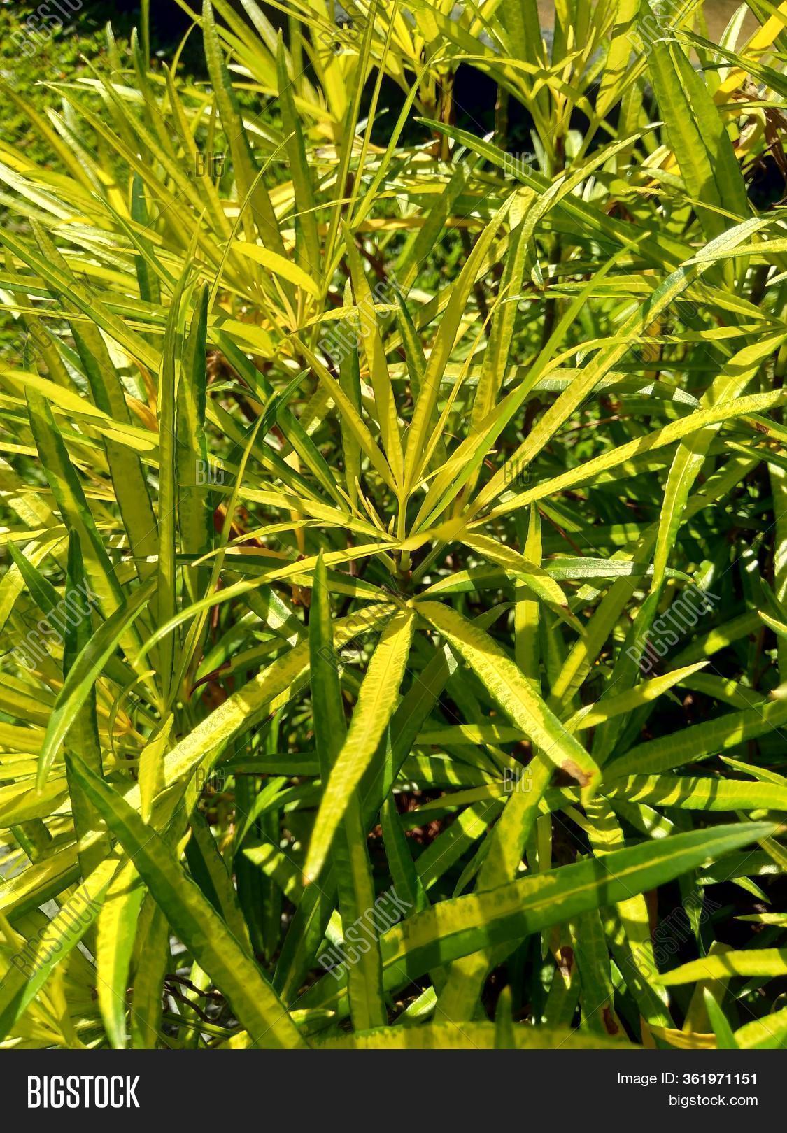 Osmoxylon Lineare ( Image & Photo (Free Trial) | Bigstock