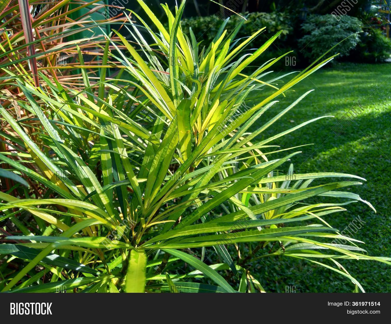 Osmoxylon Lineare ( Image & Photo (Free Trial) | Bigstock