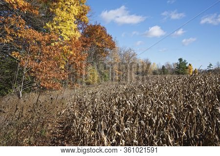 Corn Field Fall, Image & Photo (Free Trial) | Bigstock