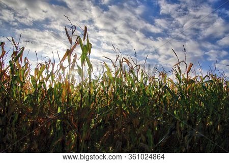 Corn Field Fall Image & Photo (Free Trial) | Bigstock