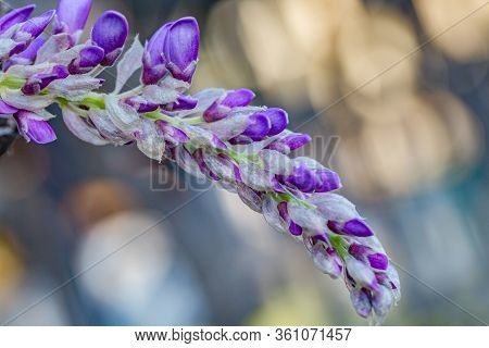 Spring Nature. Close Image & Photo (Free Trial) | Bigstock