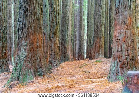 Redwood Forest Trees Image & Photo (Free Trial) | Bigstock