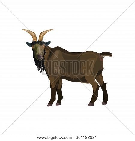 Goat Male Standing Vector & Photo (Free Trial) | Bigstock
