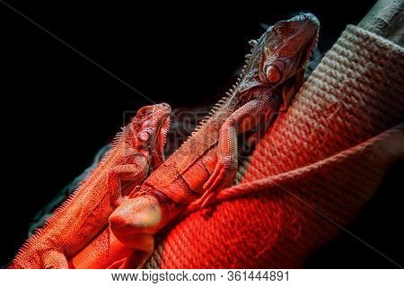 Beautiful Iguana Image & Photo (Free Trial) | Bigstock