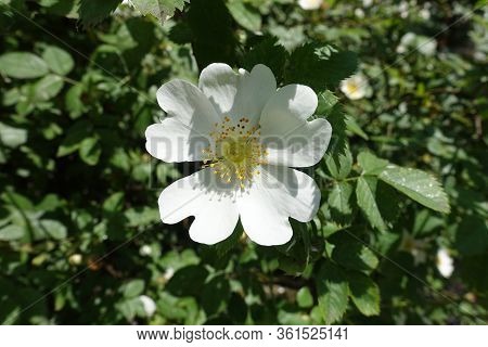White Single Flower Image & Photo (Free Trial) | Bigstock