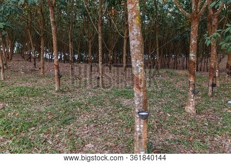 Rubber Tree Plantation Image & Photo (Free Trial) | Bigstock