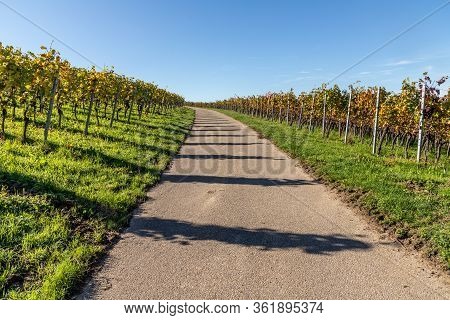 Trail Around Vineyard Image & Photo (Free Trial) | Bigstock