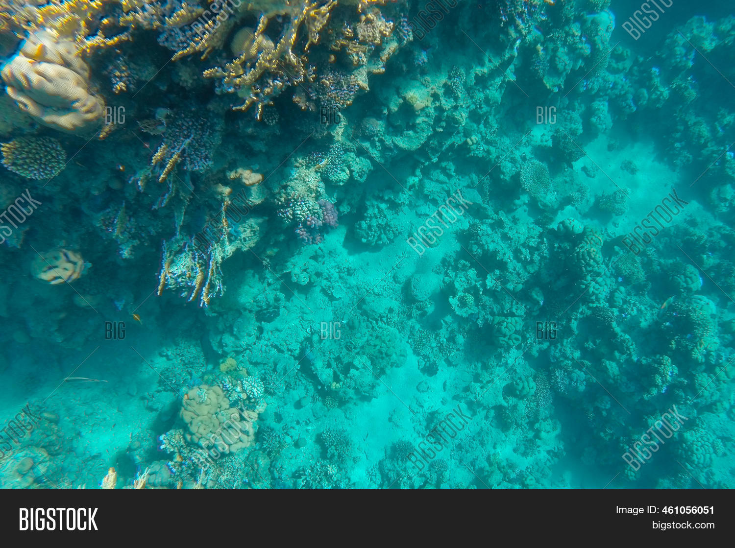 Coral Reef Bottom Sea Image & Photo (Free Trial) | Bigstock