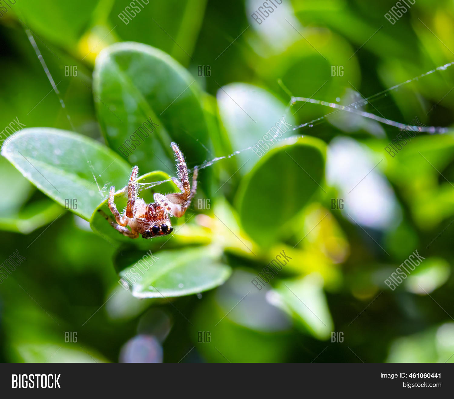 Eight-eyed Jumping Image & Photo (Free Trial) | Bigstock
