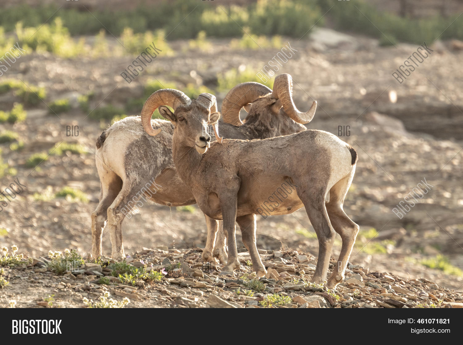 Two Big Horn Sheep Image & Photo (Free Trial) | Bigstock