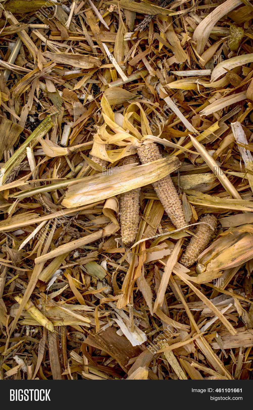 Leftover Corn Cob Image & Photo (Free Trial) | Bigstock