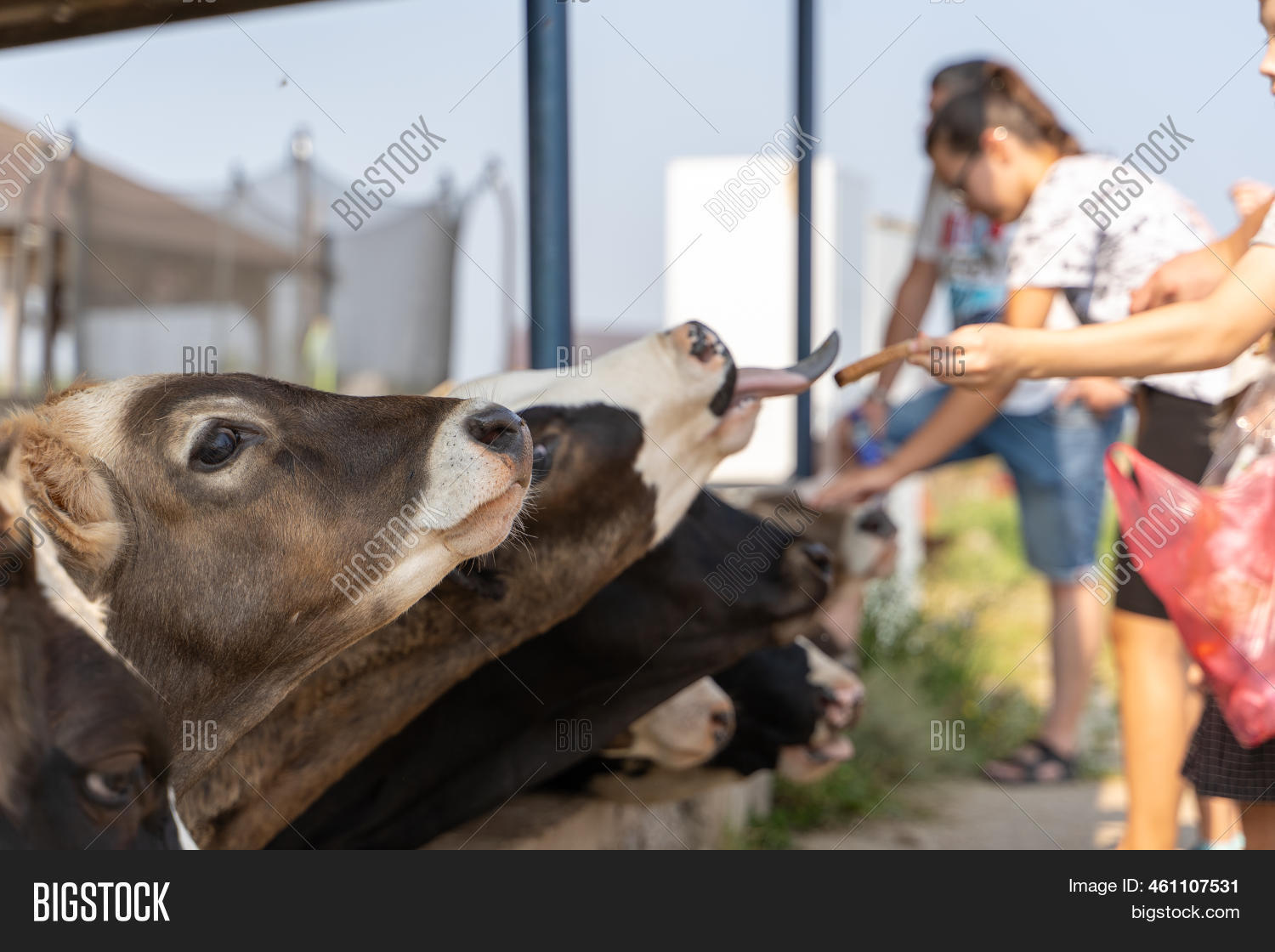 Feed Calves Black Image & Photo (Free Trial) | Bigstock