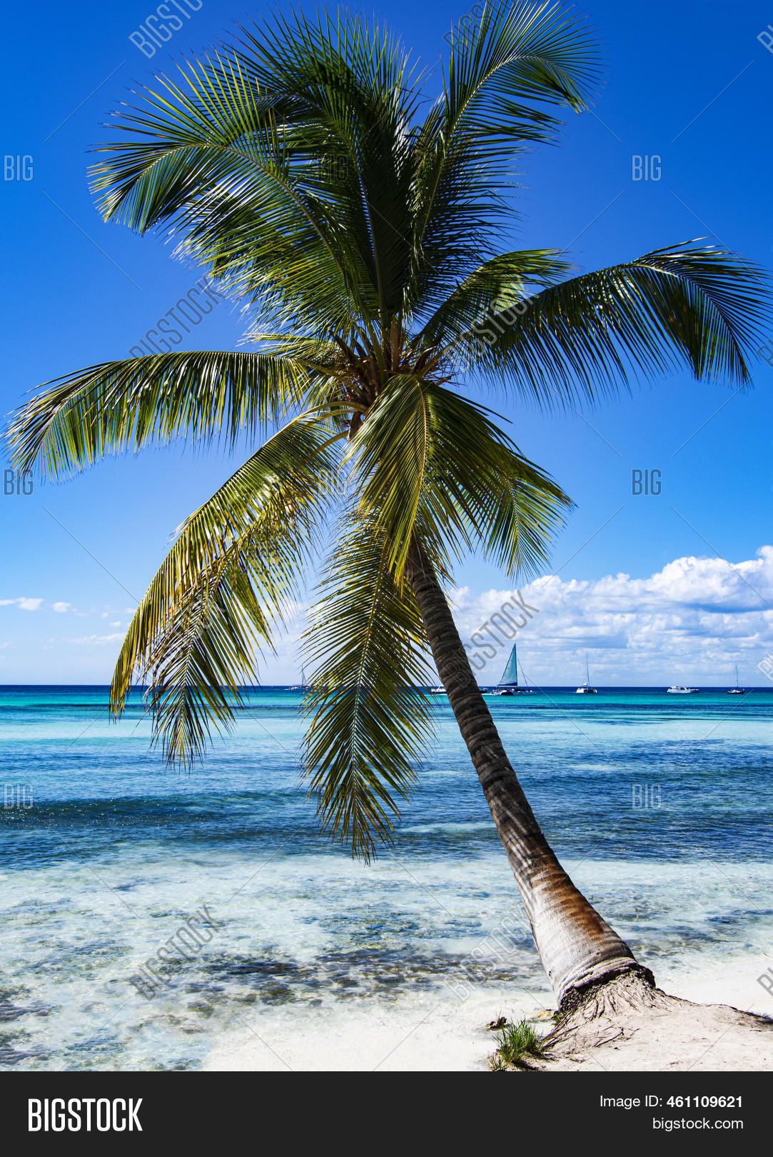Single Palm Tree Image & Photo (Free Trial) | Bigstock