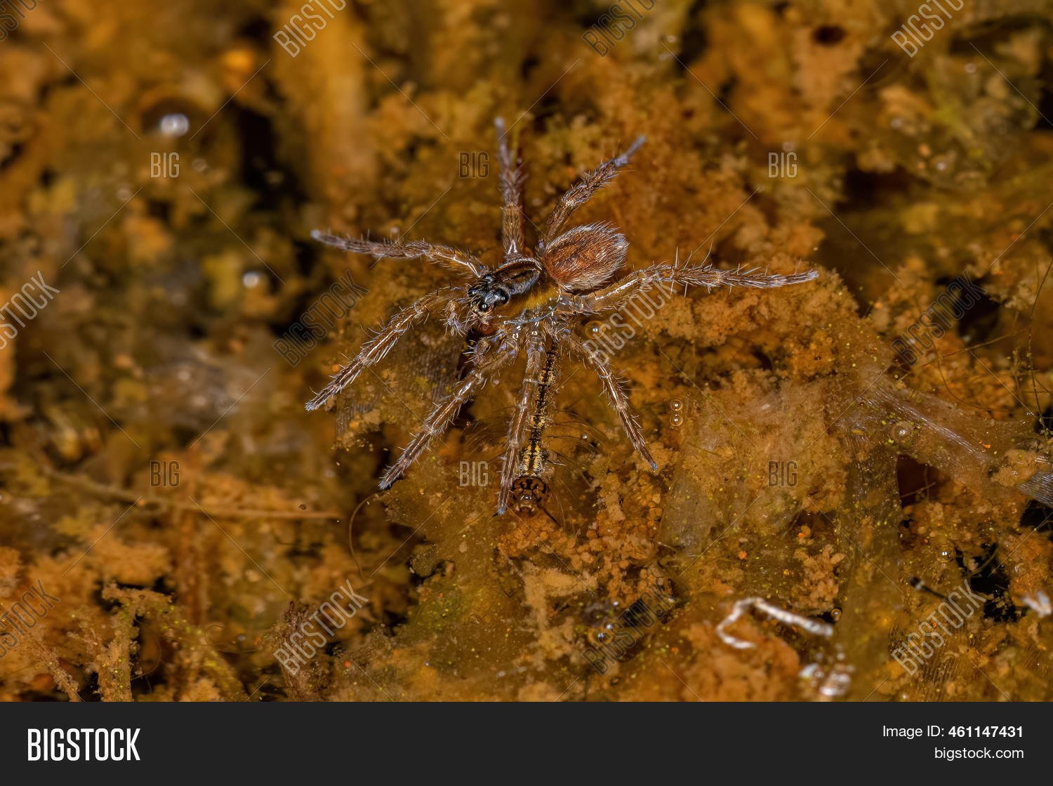 Aquatic Wolf Spider Image & Photo (Free Trial) | Bigstock