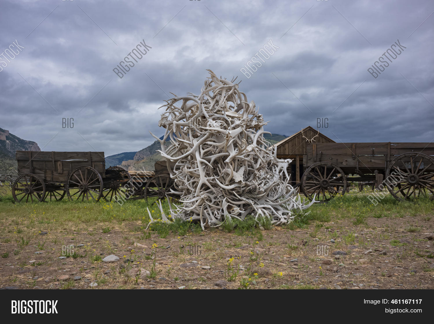 Pile Deer Antlers Image & Photo (Free Trial) | Bigstock