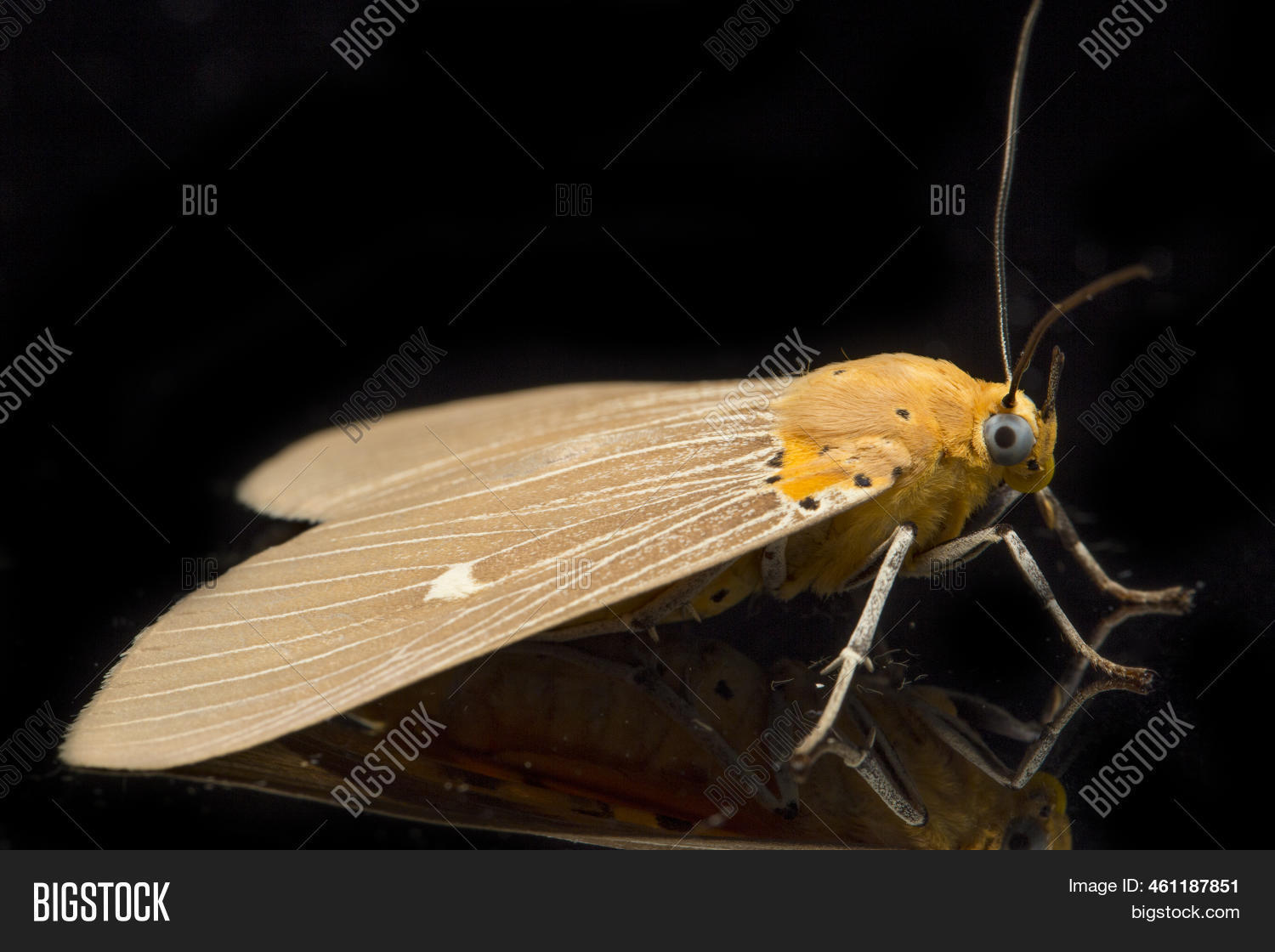 Asota Heliconia Moth Image & Photo (Free Trial) | Bigstock
