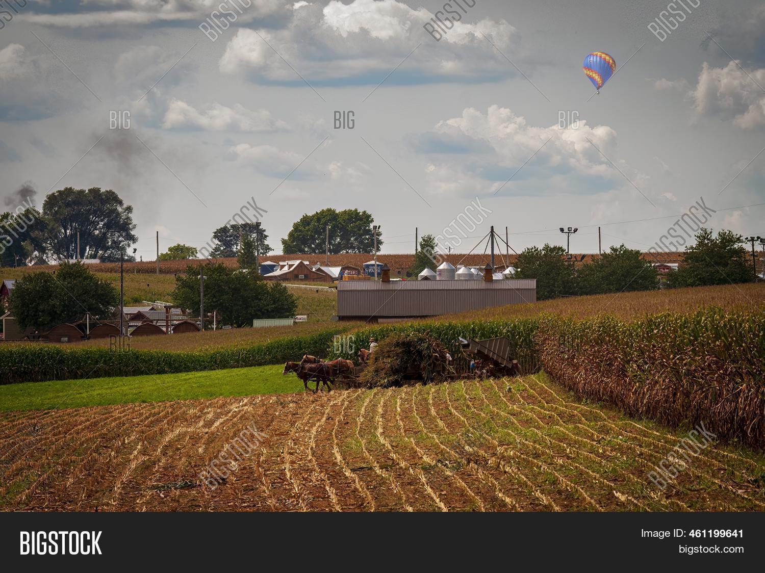 View Amish Harvesting Image & Photo (Free Trial) | Bigstock