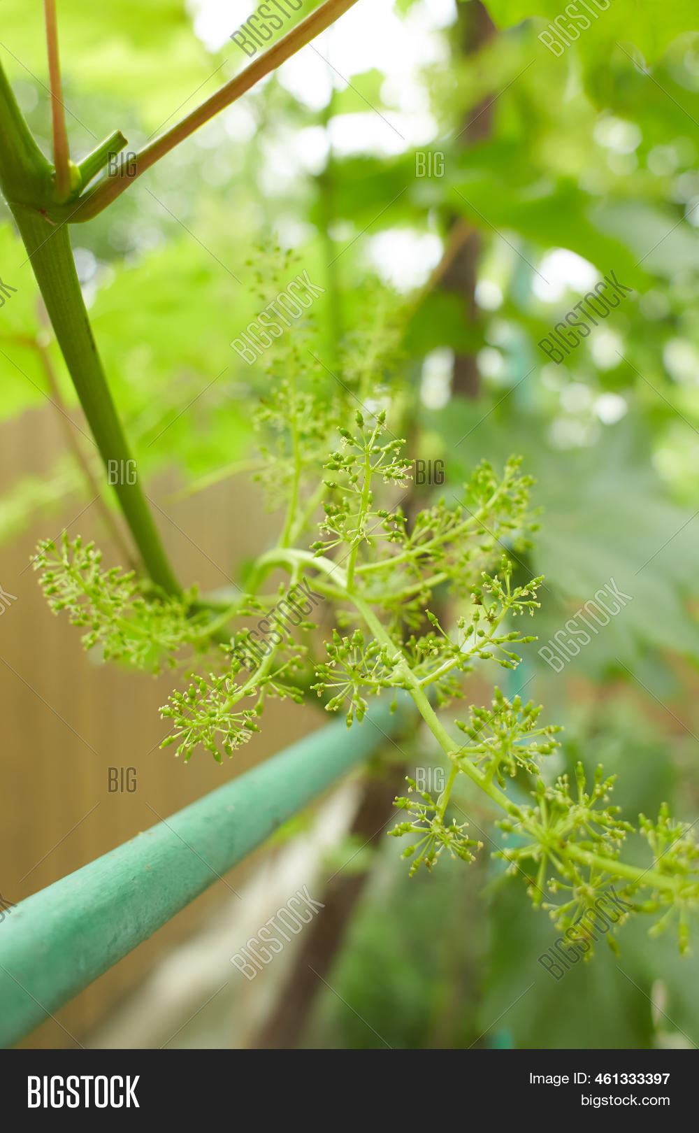 Grapevine Baby Grapes Image & Photo (Free Trial) | Bigstock
