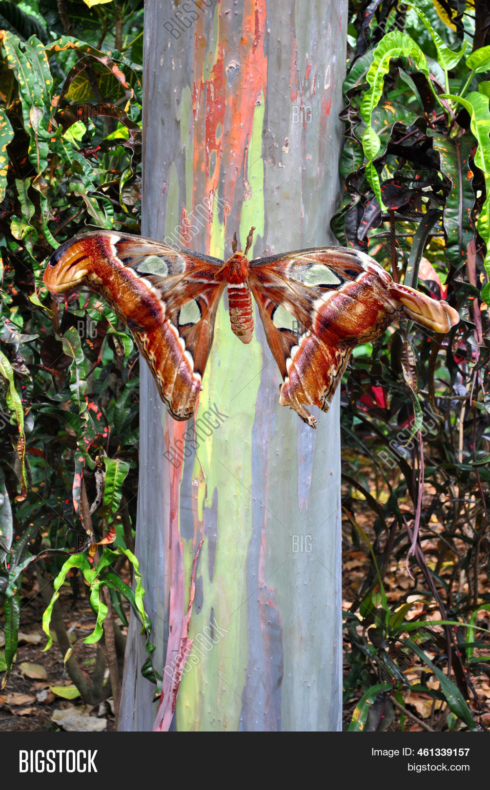 Atlas Moth Latin Name Image & Photo (Free Trial) | Bigstock