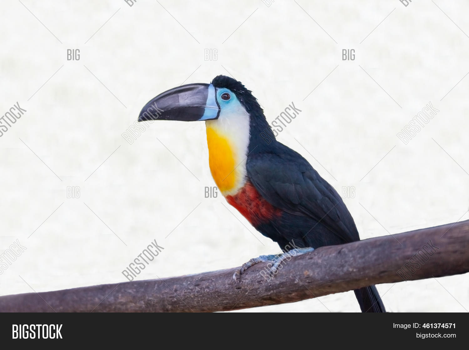 Toucan-ariel (lat. Image & Photo (Free Trial) | Bigstock