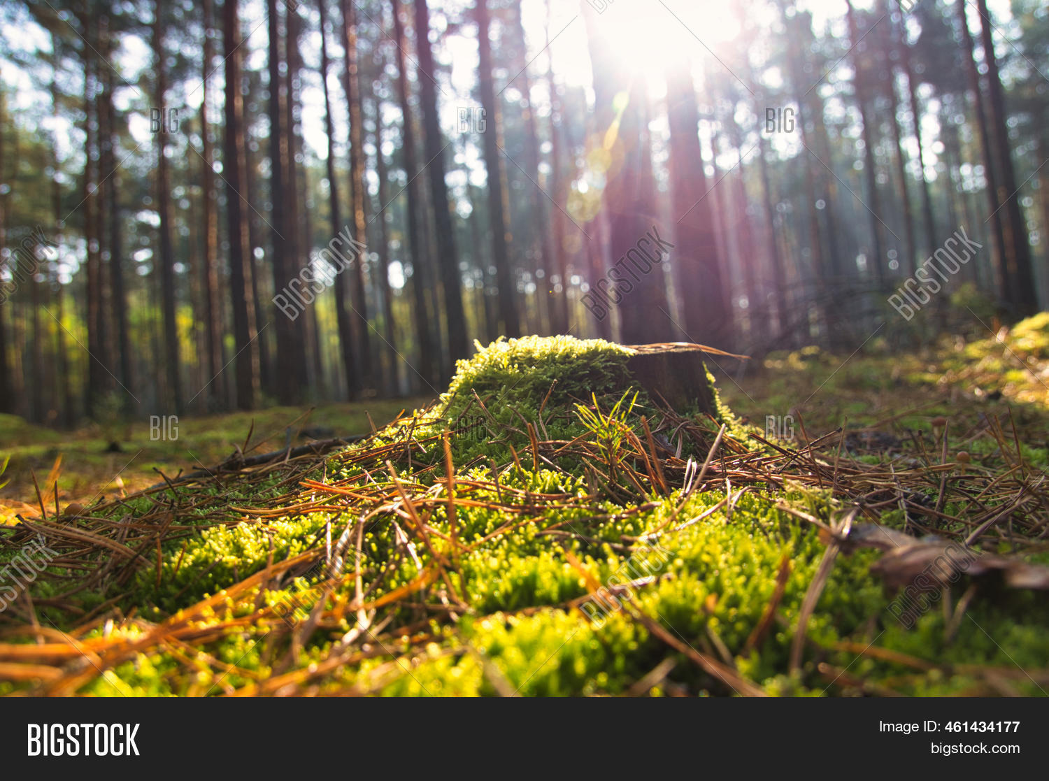 Sunlight Falling Image & Photo (Free Trial) | Bigstock