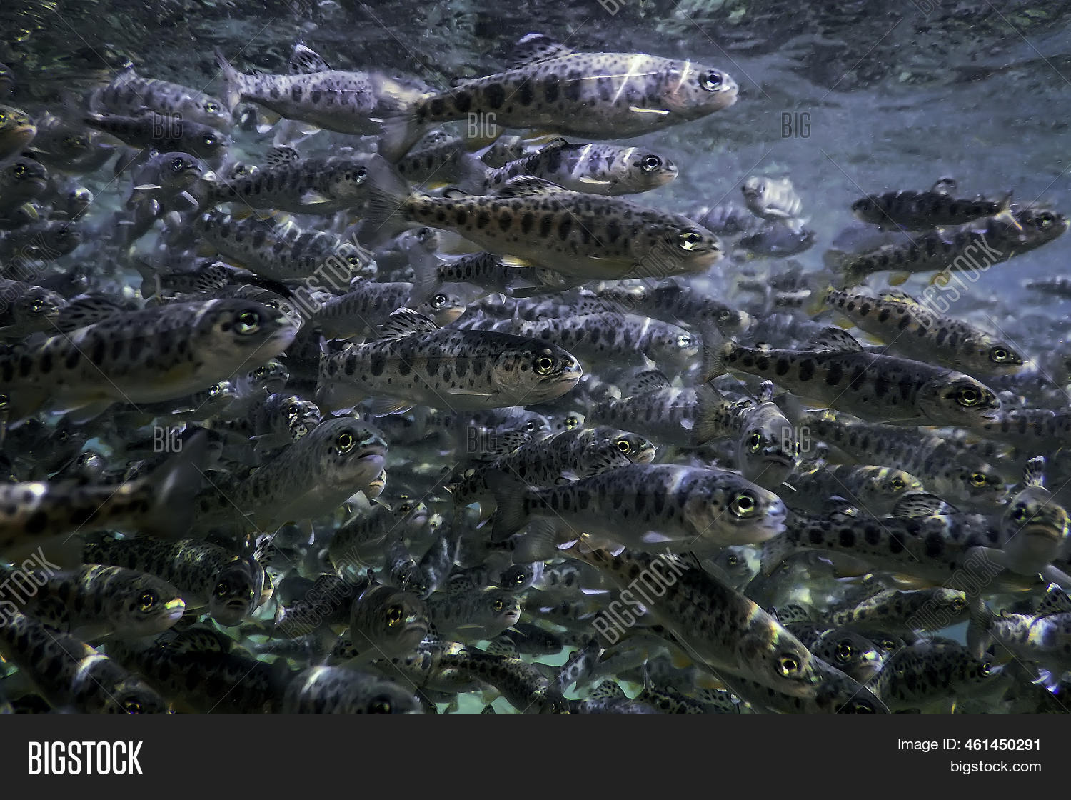Trout Swimming Underwater