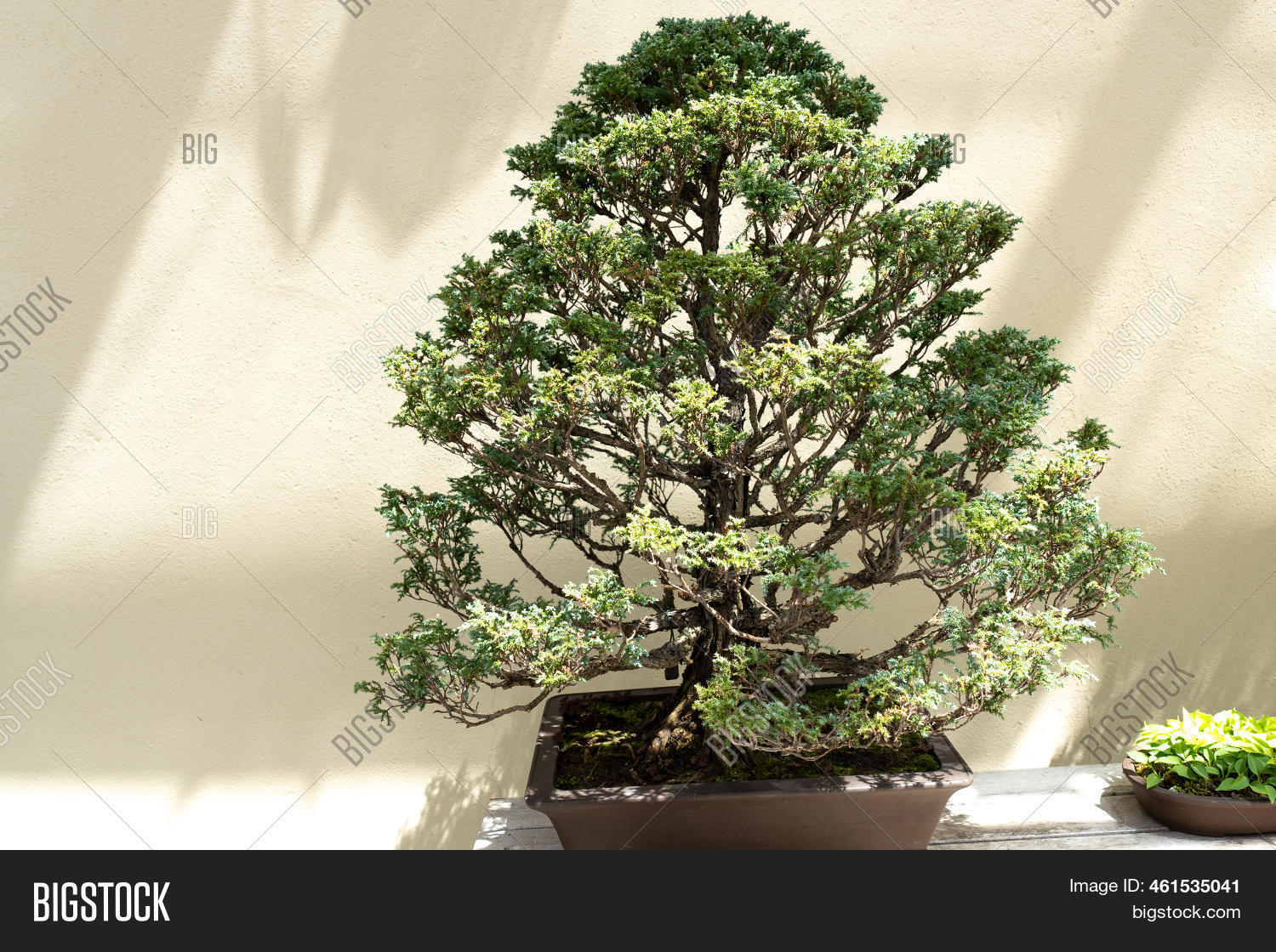 Miniature Tree Natural Image & Photo (Free Trial) | Bigstock