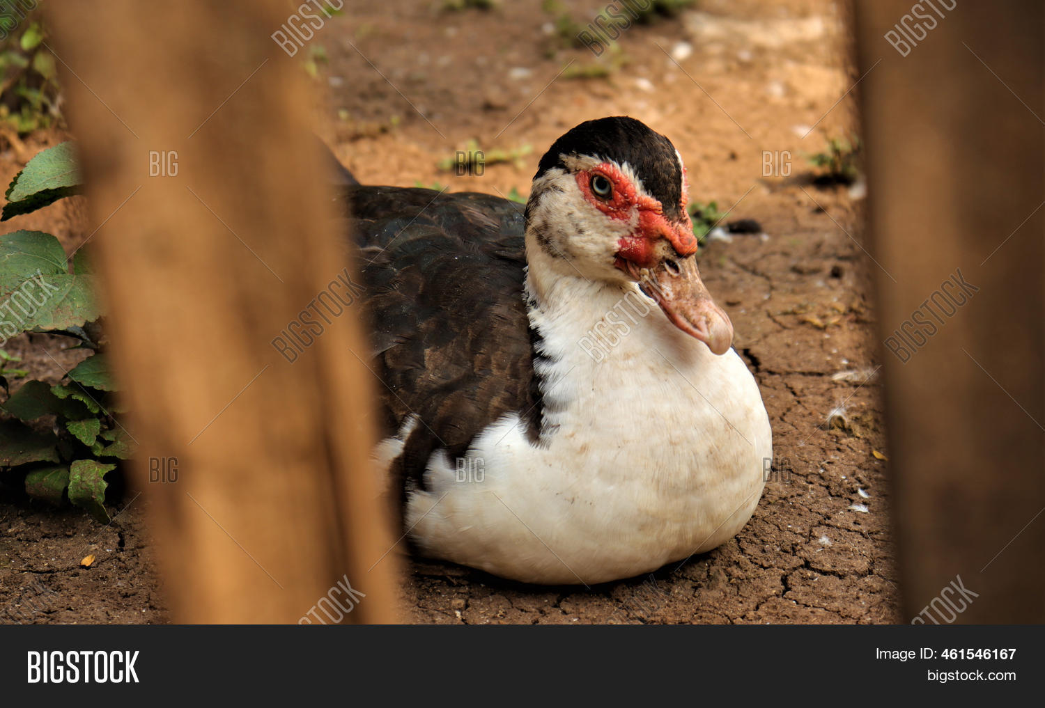 Peeping Duck Outside Image & Photo (Free Trial) | Bigstock