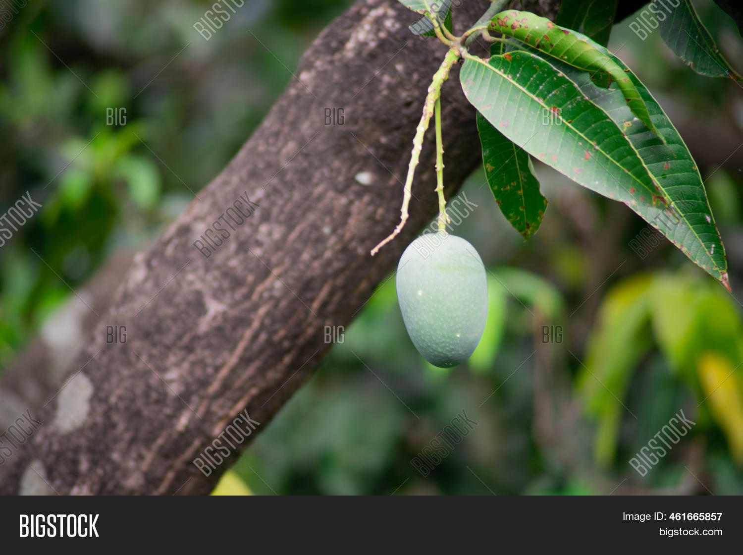 Green Unripe Mangoes Image & Photo (Free Trial) | Bigstock
