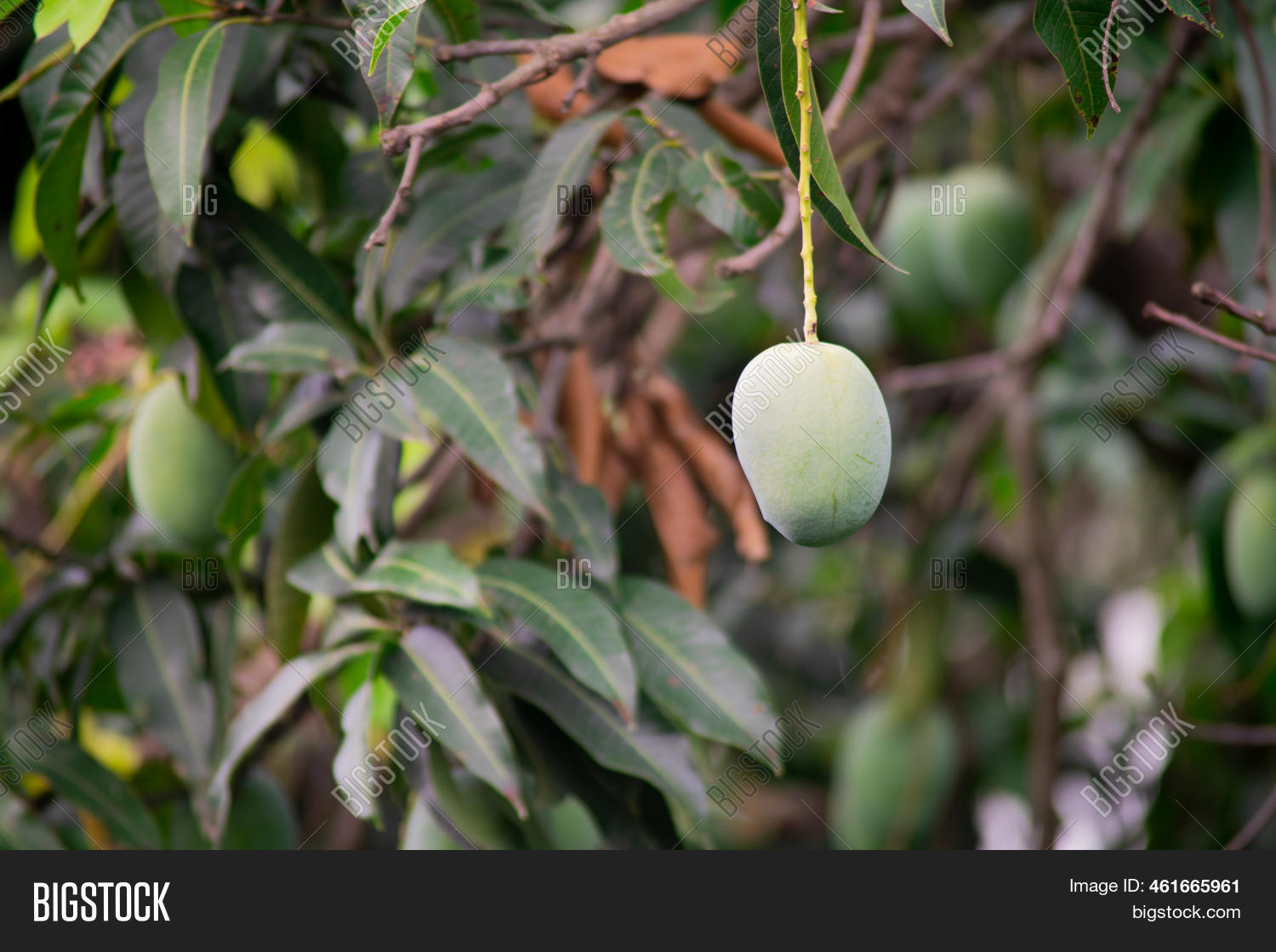 Green Unripe Mangoes Image & Photo (Free Trial) | Bigstock