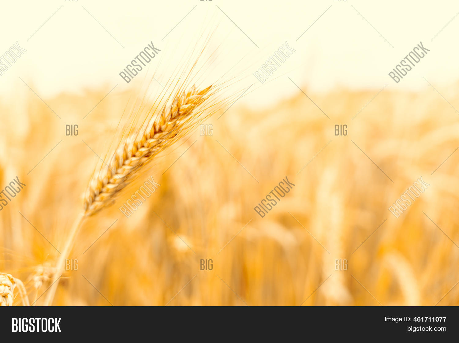 Wheat Field Golden Rye Image & Photo (Free Trial) | Bigstock