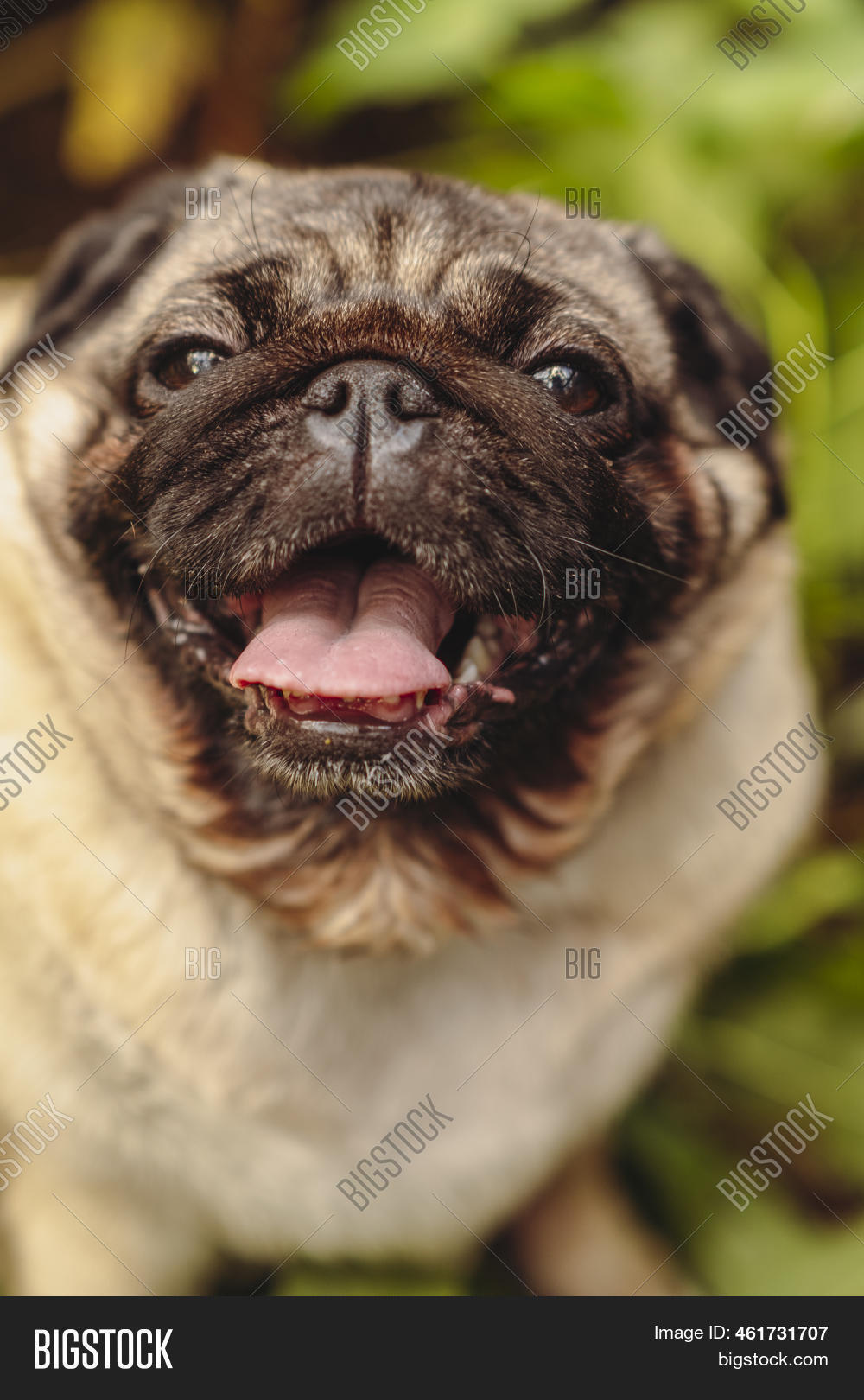 Pug Dog Open Mouth His Image & Photo (Free Trial) | Bigstock