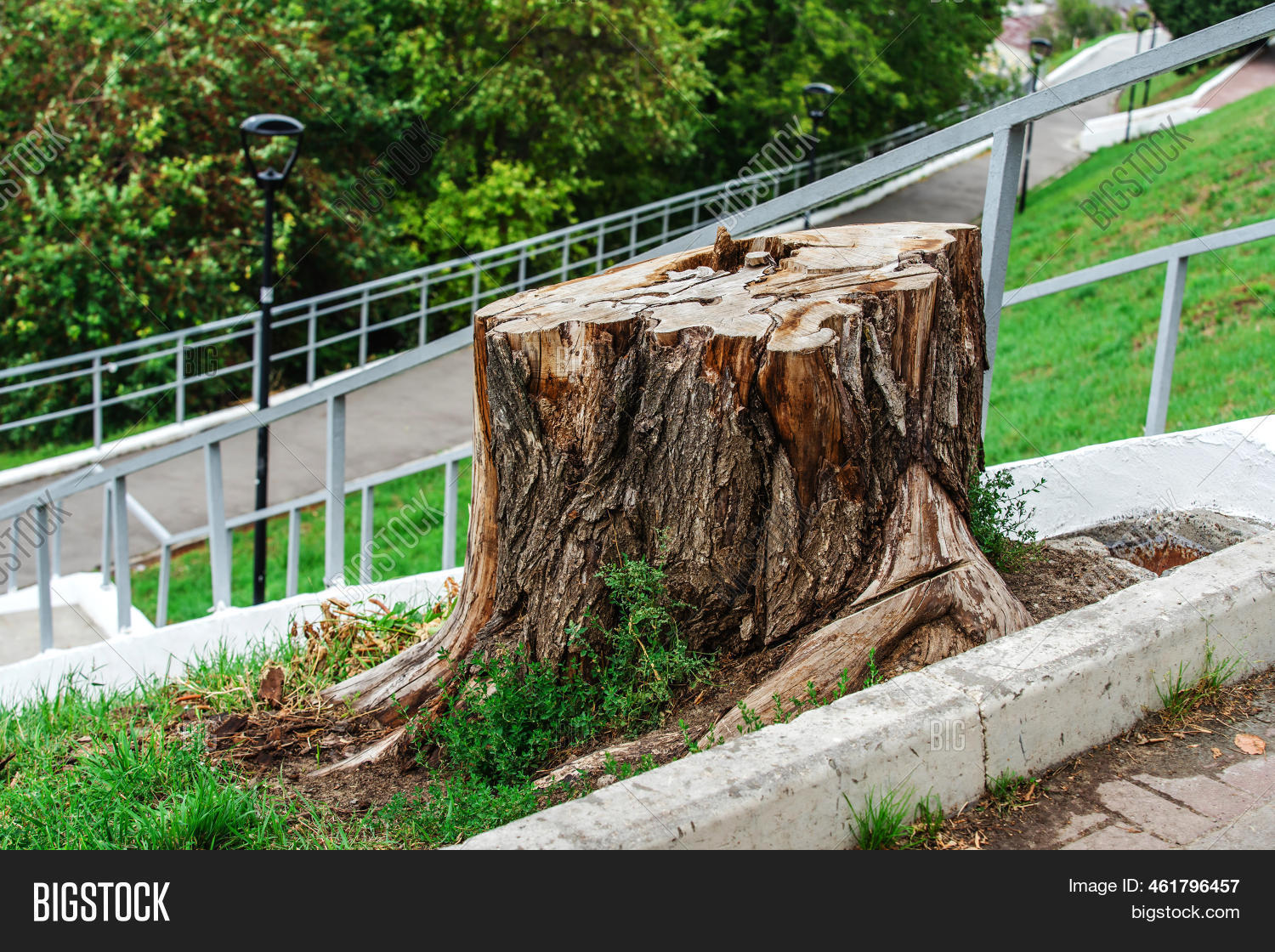 Large Tree Stump City Image & Photo (Free Trial) | Bigstock