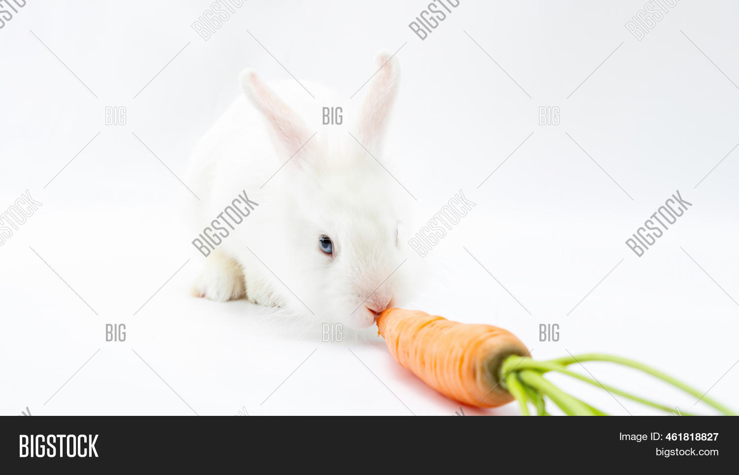 White Rabbit Eats Image & Photo (Free Trial) | Bigstock