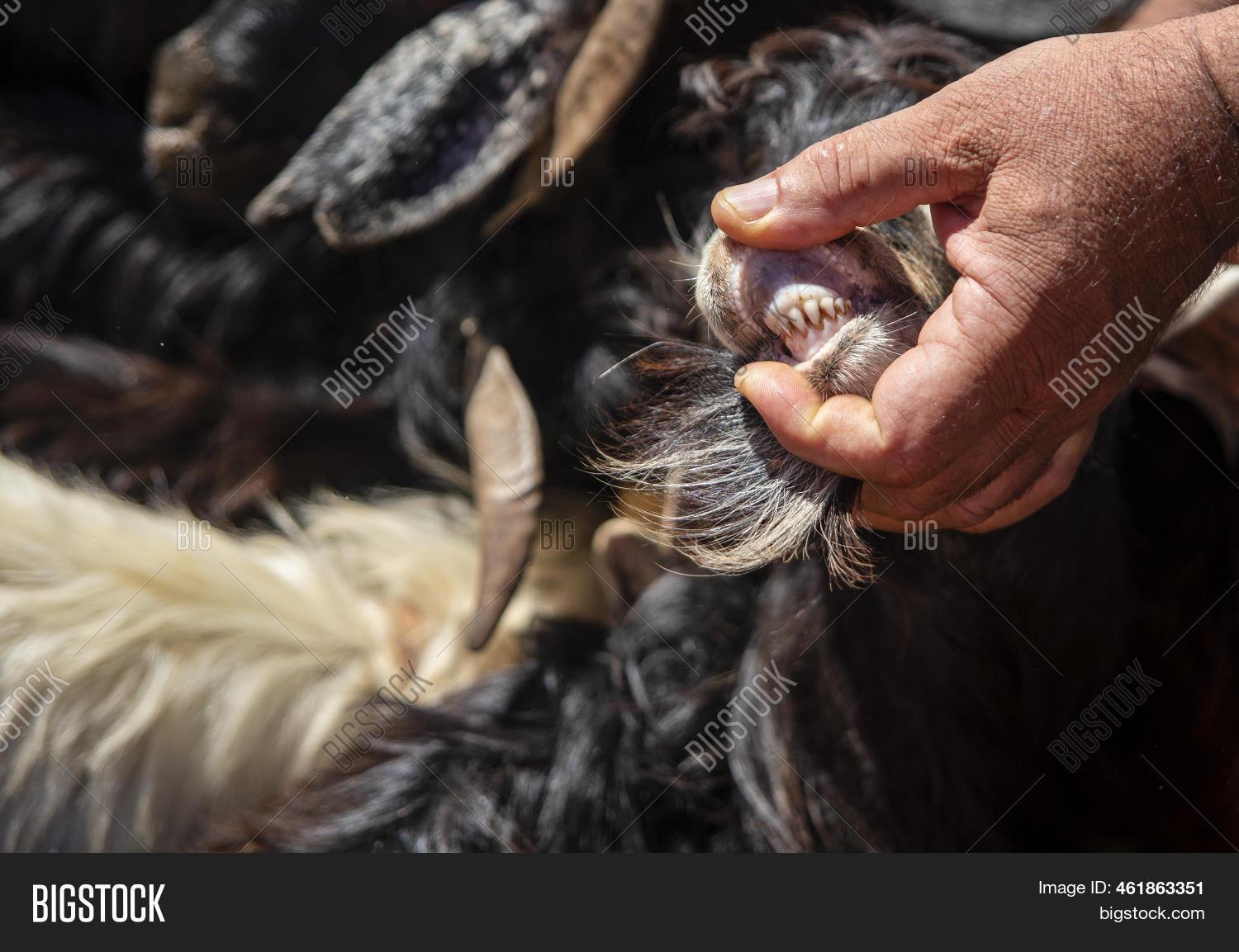 Looking Sheep Teeth Image & Photo (Free Trial) | Bigstock